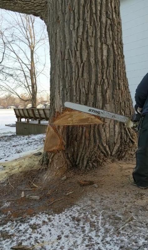 Dan The Tree Man - New Paris, IN